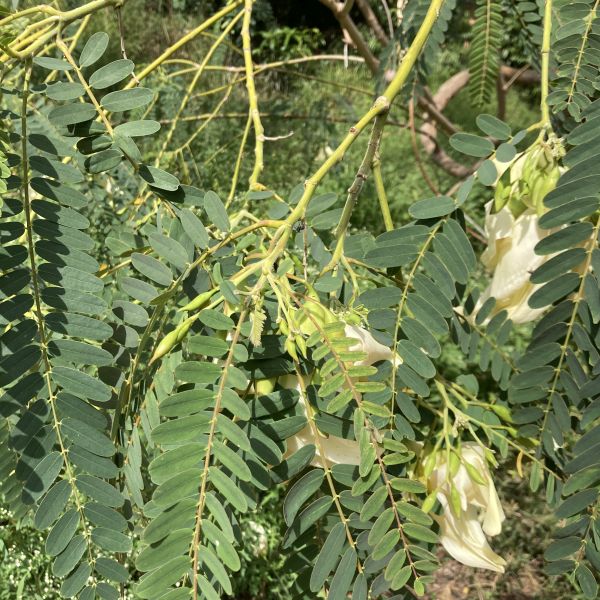 Sesbania grandiflora | Agati Tree - Indian Trees, Garden Trees