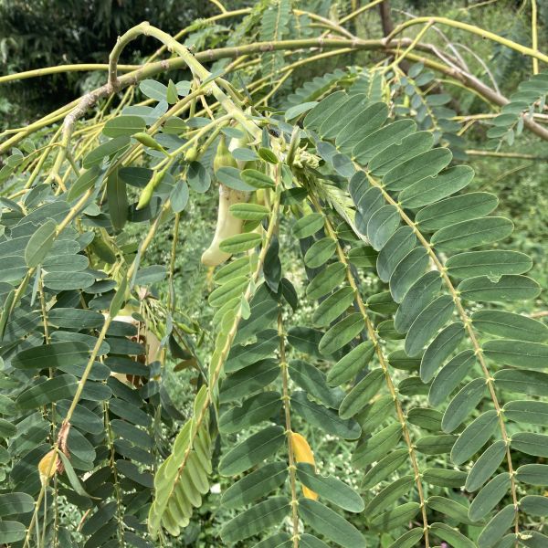 Sesbania grandiflora | Agati Tree - Indian Trees, Garden Trees