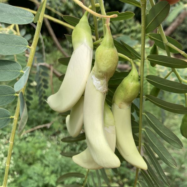 Sesbania grandiflora | Agati Tree - Indian Trees, Garden Trees