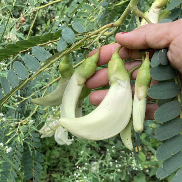 Sesbania grandiflora | Agati Tree - Indian Trees, Garden Trees