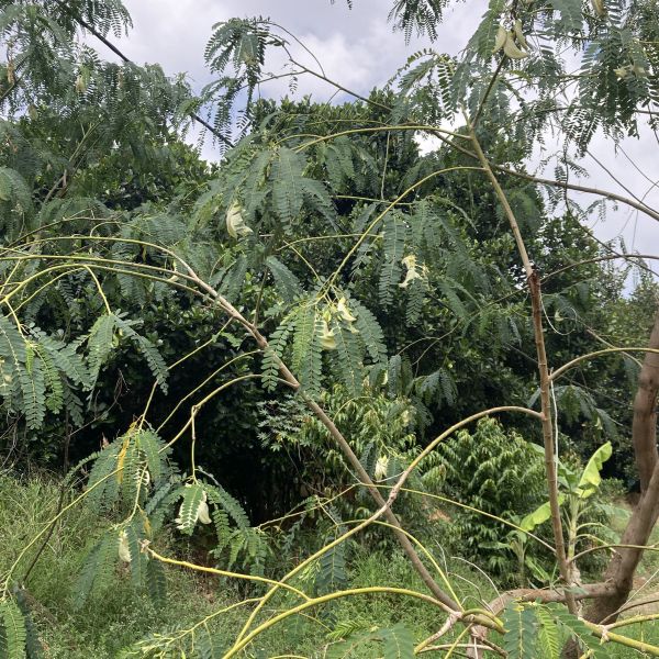 Sesbania grandiflora | Agati Tree - Indian Trees, Garden Trees