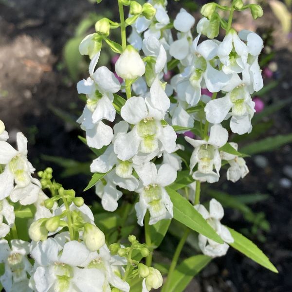 Angelonia salicariifolia | Angel flower - Indian garden plants