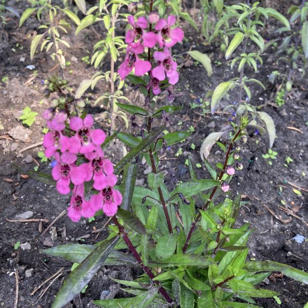 Angelonia salicariifolia | Angel flower - Indian garden plants