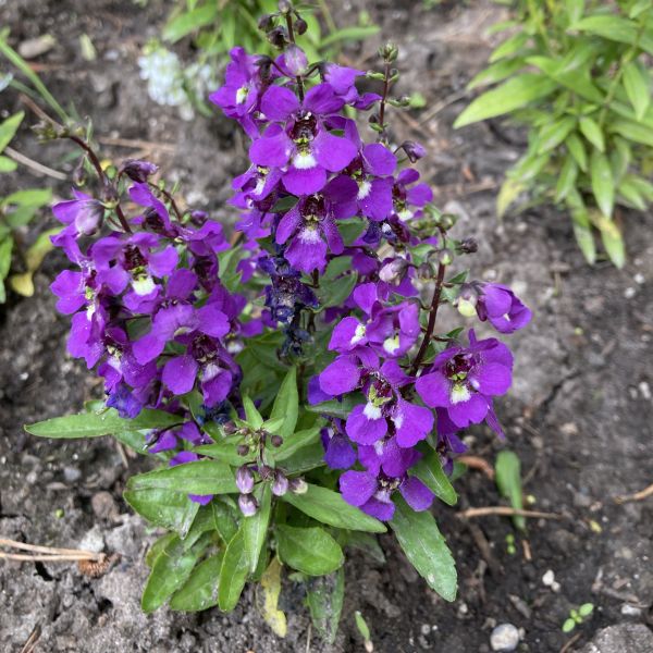 Angelonia salicariifolia | Angel flower - Indian garden plants
