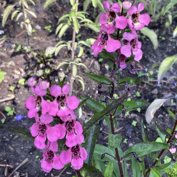 Angelonia salicariifolia | Angel flower - Indian garden plants