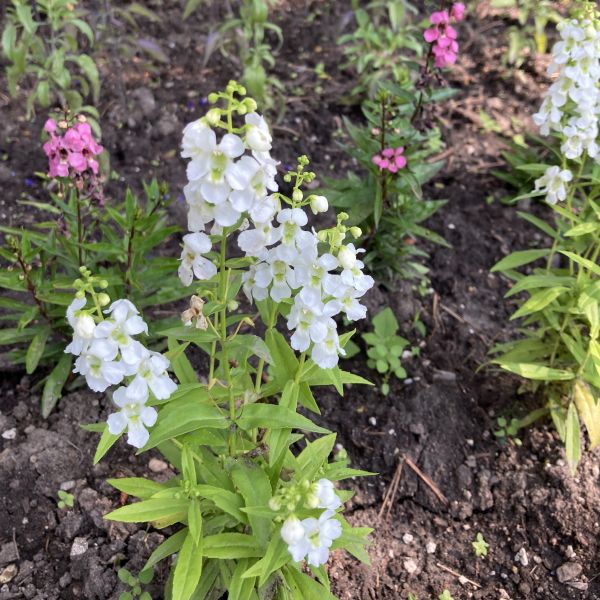 Angelonia salicariifolia | Angel flower - Indian garden plants