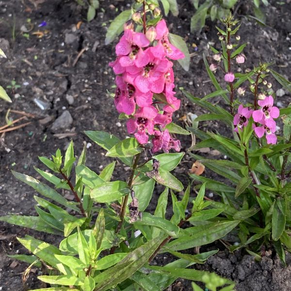 Angelonia salicariifolia | Angel flower - Indian garden plants