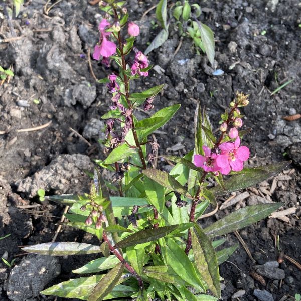 Angelonia salicariifolia | Angel flower - Indian garden plants
