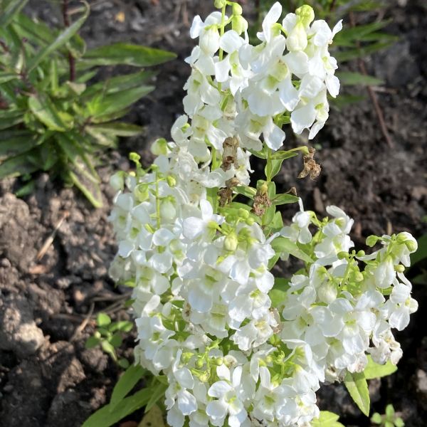 Angelonia salicariifolia | Angel flower - Indian garden plants
