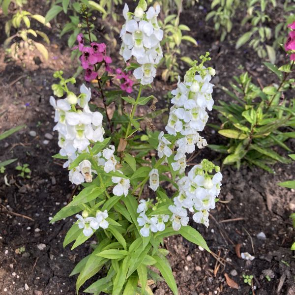 Angelonia salicariifolia | Angel flower - Indian garden plants