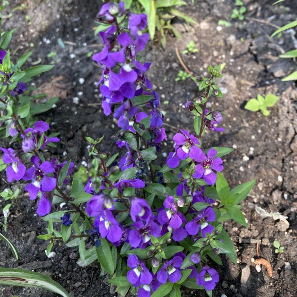 Angelonia salicariifolia | Angel flower - Indian garden plants