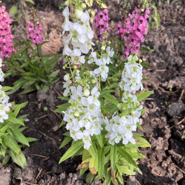 Angelonia salicariifolia | Angel flower - Indian garden plants