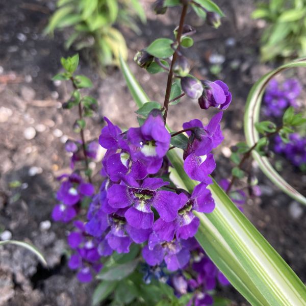Angelonia salicariifolia | Angel flower - Indian garden plants