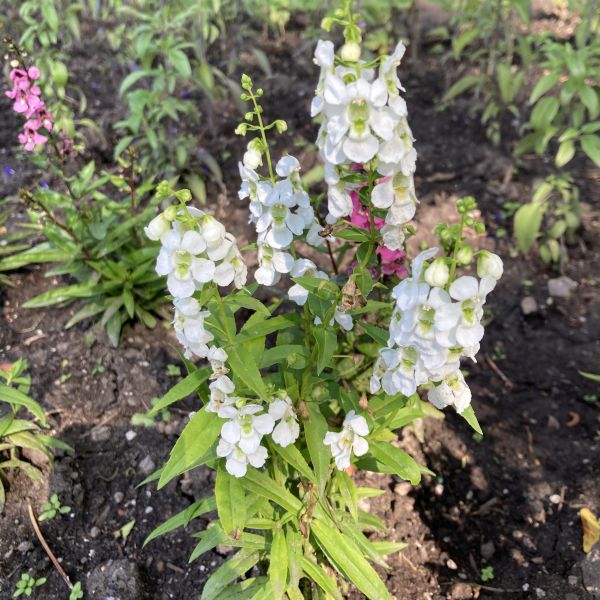 Angelonia salicariifolia | Angel flower - Indian garden plants