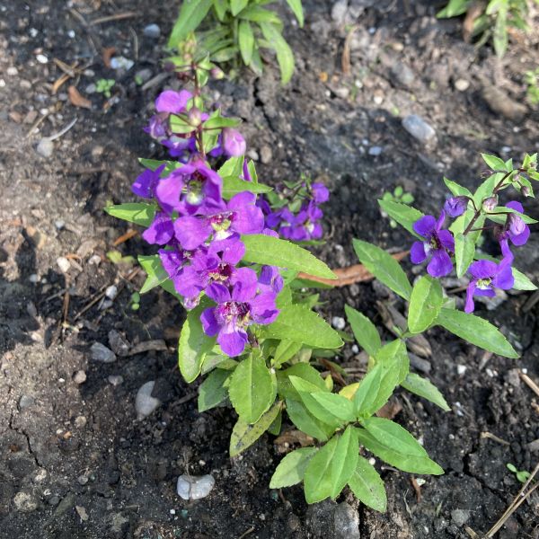 Angelonia salicariifolia | Angel flower - Indian garden plants