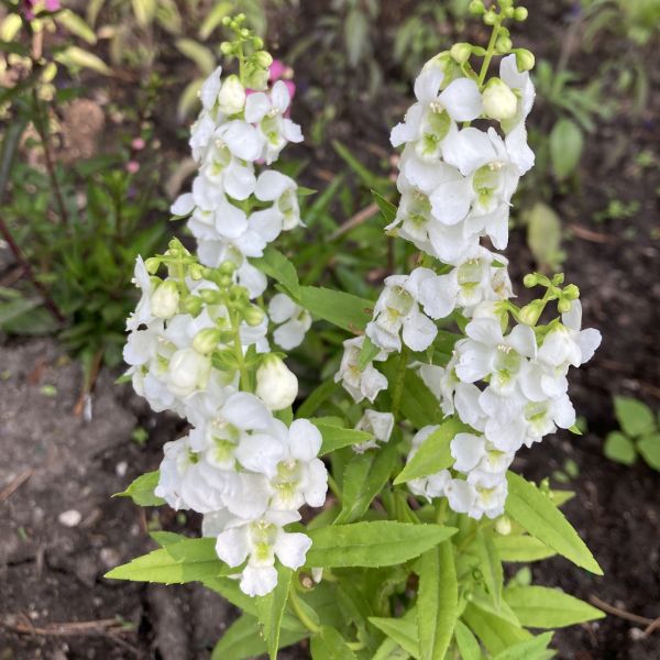 Angelonia salicariifolia | Angel flower - Indian garden plants