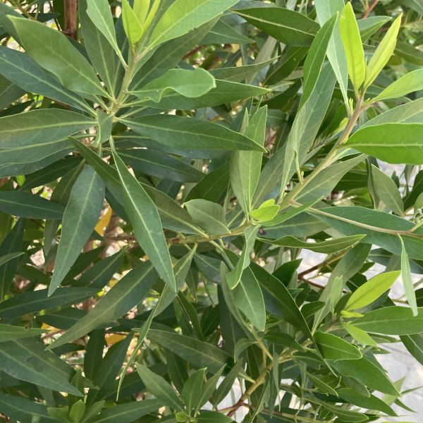 Conocarpus erectus | Buttonwood - Green Cover Initiative