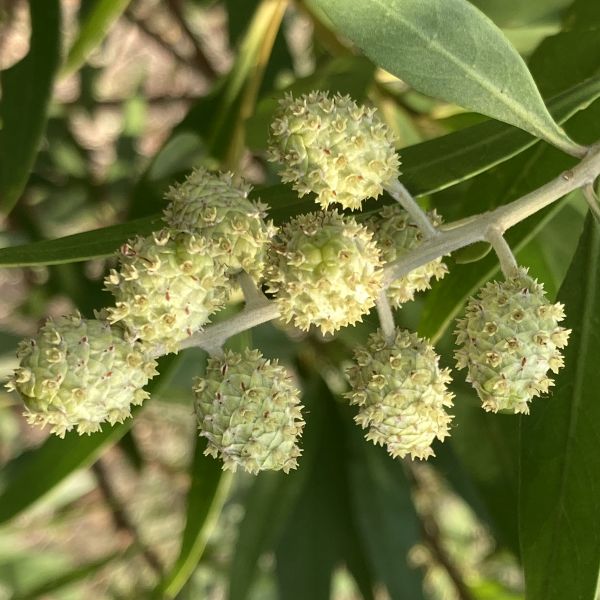 Conocarpus erectus | Buttonwood - Green Cover Initiative