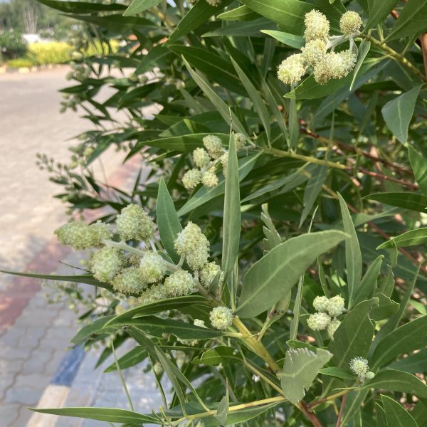 Conocarpus erectus | Buttonwood - Green Cover Initiative
