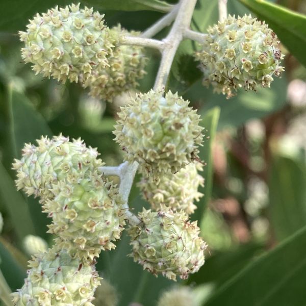Conocarpus erectus | Buttonwood - Green Cover Initiative