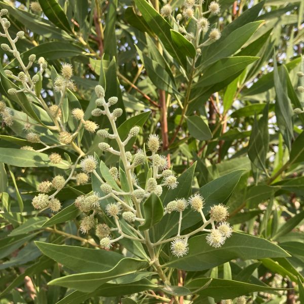 Conocarpus erectus | Buttonwood - Green Cover Initiative
