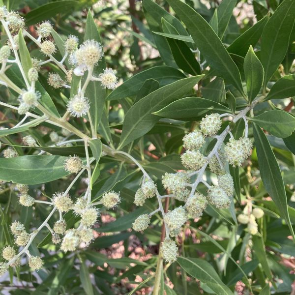 Conocarpus erectus | Buttonwood - Green Cover Initiative