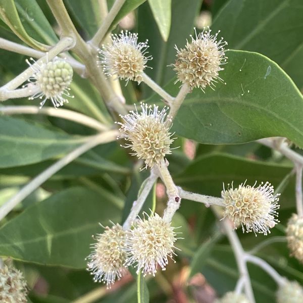 Conocarpus erectus | Buttonwood - Green Cover Initiative