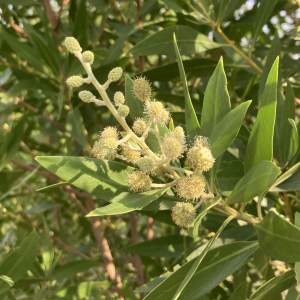 Conocarpus erectus | Buttonwood - Green Cover Initiative