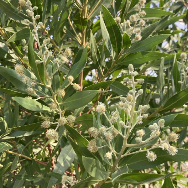 Conocarpus erectus | Buttonwood - Green Cover Initiative