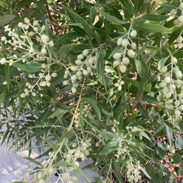Conocarpus erectus | Buttonwood - Green Cover Initiative