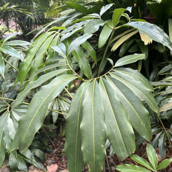 Thaumatophyllum spruceanum | Fingerleaf plant - Garden plants