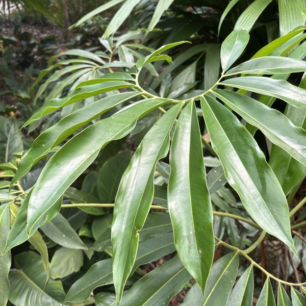 Thaumatophyllum spruceanum | Fingerleaf plant - Garden plants