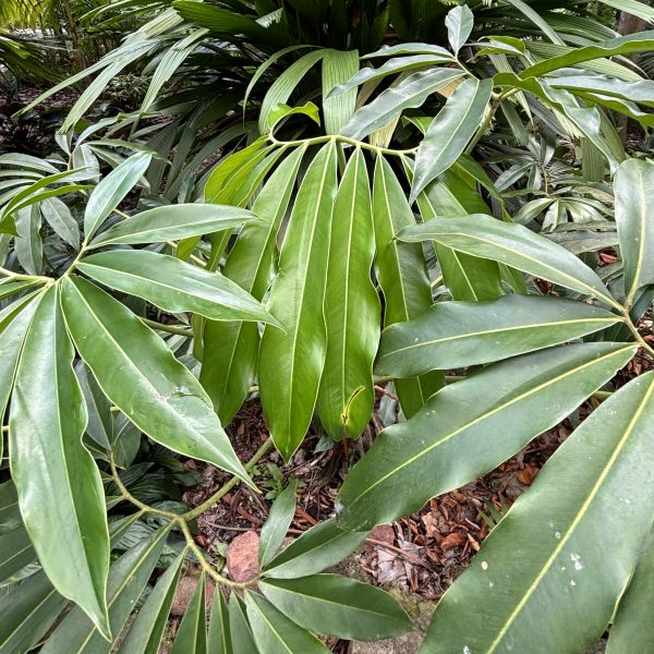 Thaumatophyllum spruceanum | Fingerleaf plant - Garden plants