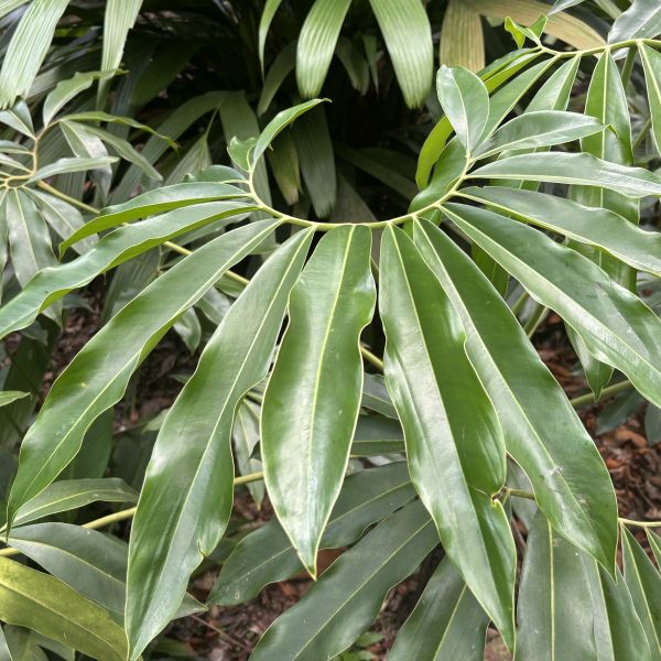 Thaumatophyllum spruceanum | Fingerleaf plant - Garden plants