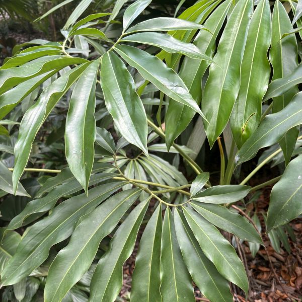 Thaumatophyllum spruceanum | Fingerleaf plant - Garden plants