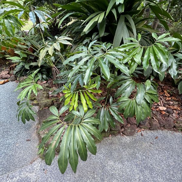 Thaumatophyllum spruceanum | Fingerleaf plant - Garden plants