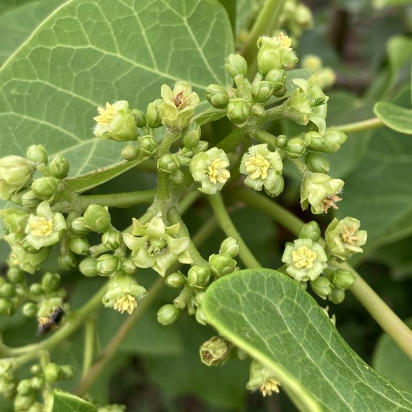 Jatropha curcas | Physic nut | Barbados nut - Green Cover Initiative
