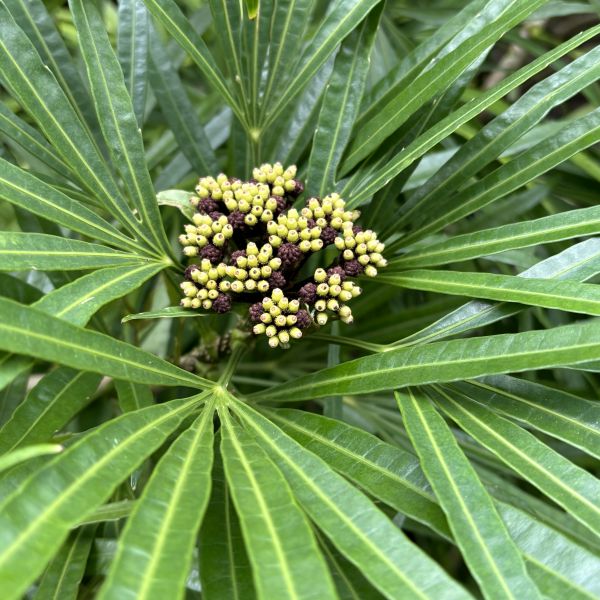 Osmoxylon lineare | Miagos bush - Indian plants