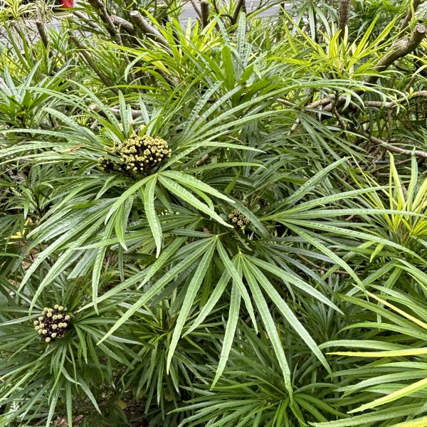 Osmoxylon lineare | Miagos bush - Indian plants