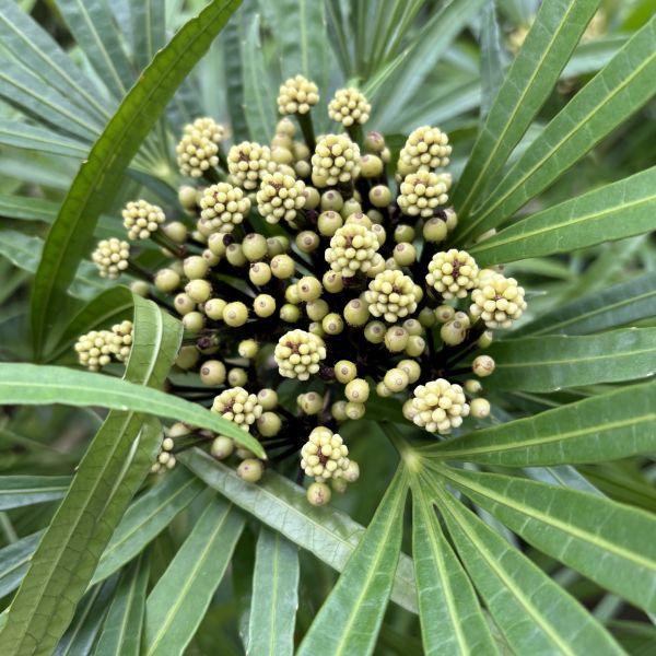 Osmoxylon lineare | Miagos bush - Indian plants