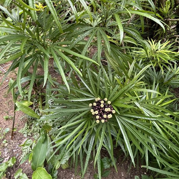 Osmoxylon lineare | Miagos bush - Indian plants