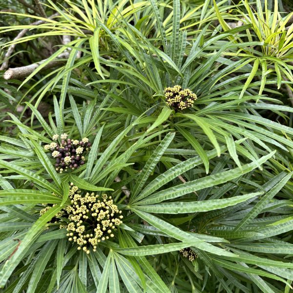 Osmoxylon lineare | Miagos bush - Indian plants