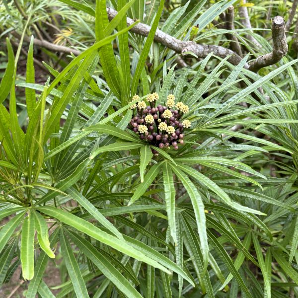 Osmoxylon lineare | Miagos bush - Indian plants