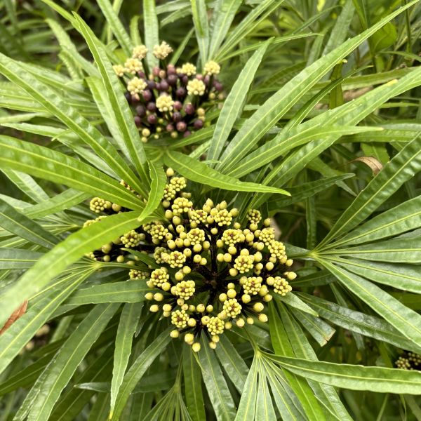 Osmoxylon lineare | Miagos bush - Indian plants