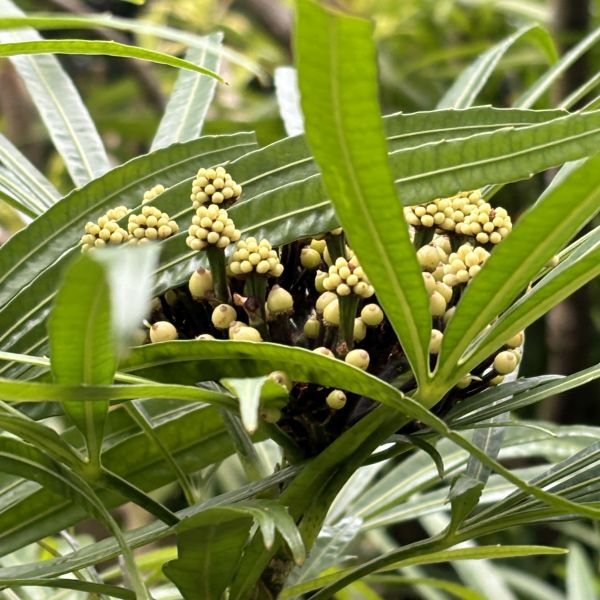 Osmoxylon lineare | Miagos bush - Indian plants