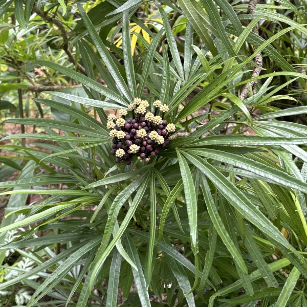 Osmoxylon lineare | Miagos bush - Indian plants