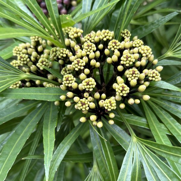 Osmoxylon lineare | Miagos bush - Indian plants