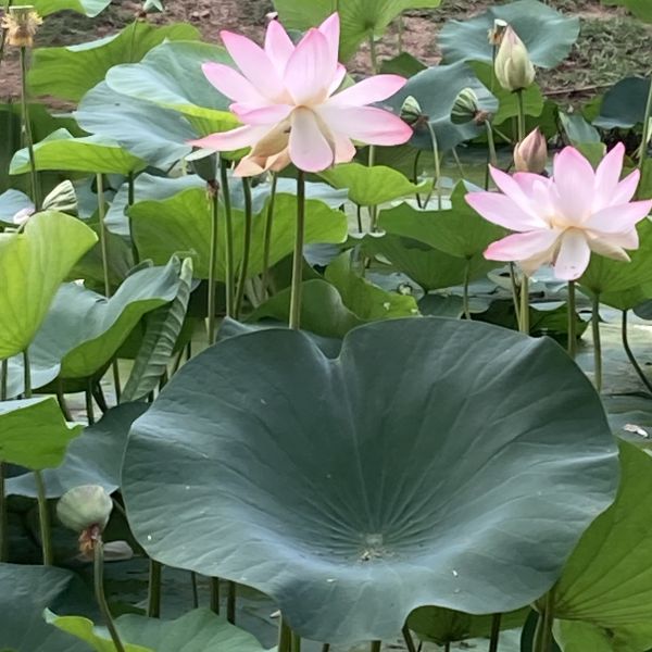 Nelumbo nucifera | Lotus | Indian lotus - Green Cover Initiative