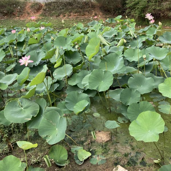 Nelumbo nucifera | Lotus | Indian lotus - Green Cover Initiative