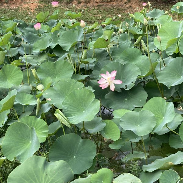 Nelumbo nucifera | Lotus | Indian lotus - Green Cover Initiative